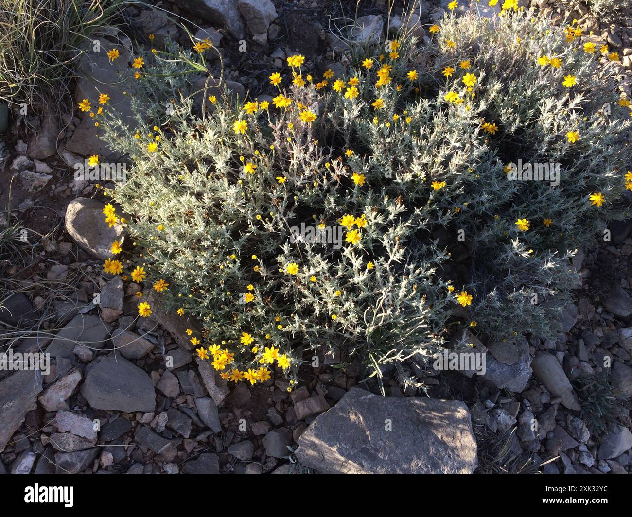 (Thymophylla setifolia greggii) Plantae Stock Photo - Alamy