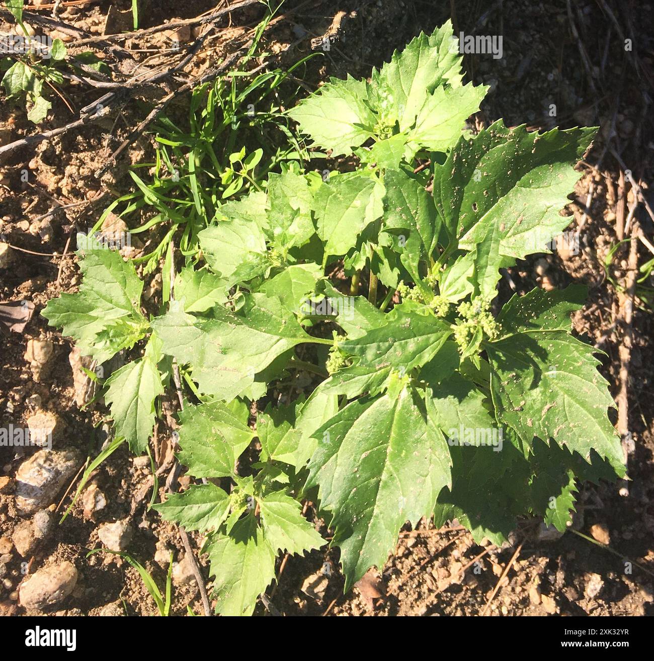nettle-leaved goosefoot (Chenopodiastrum murale) Plantae Stock Photo ...