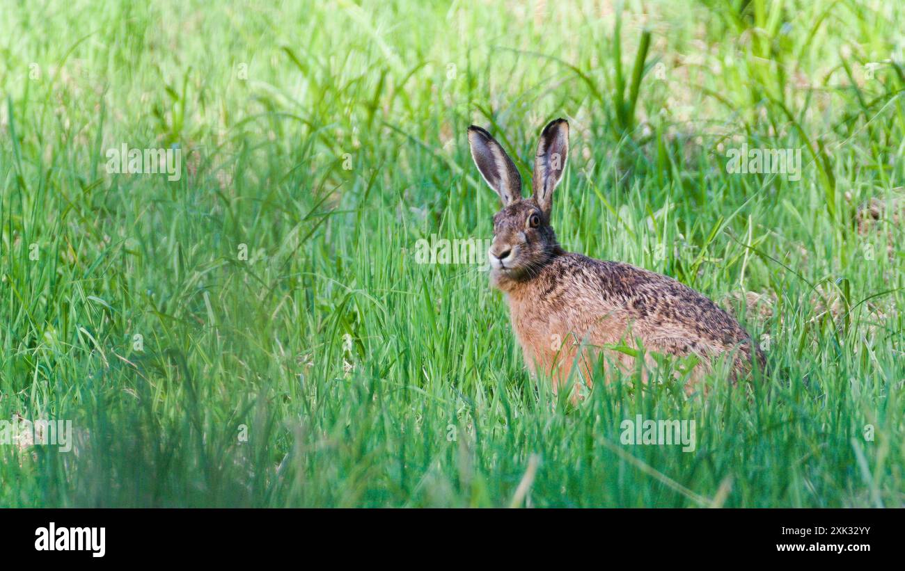 European Brown hare aka Lepus europaeus is resting on the sunny spot in ...