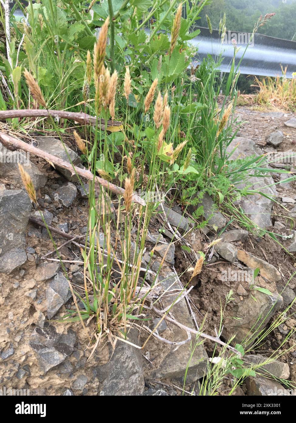 grasses (Poaceae) Plantae Stock Photo - Alamy