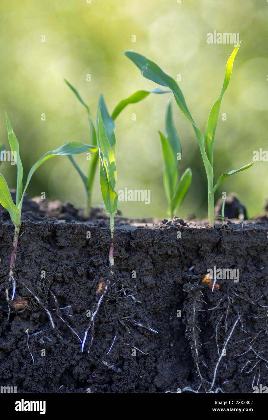 Young corn plants with roots in the soil Stock Photo - Alamy