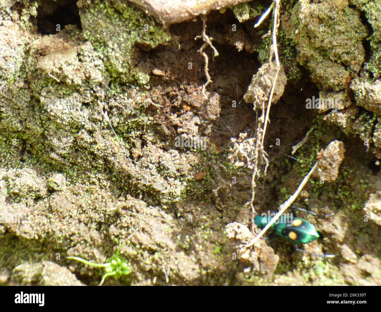 Pseudoxycheila hi-res stock photography and images - Alamy