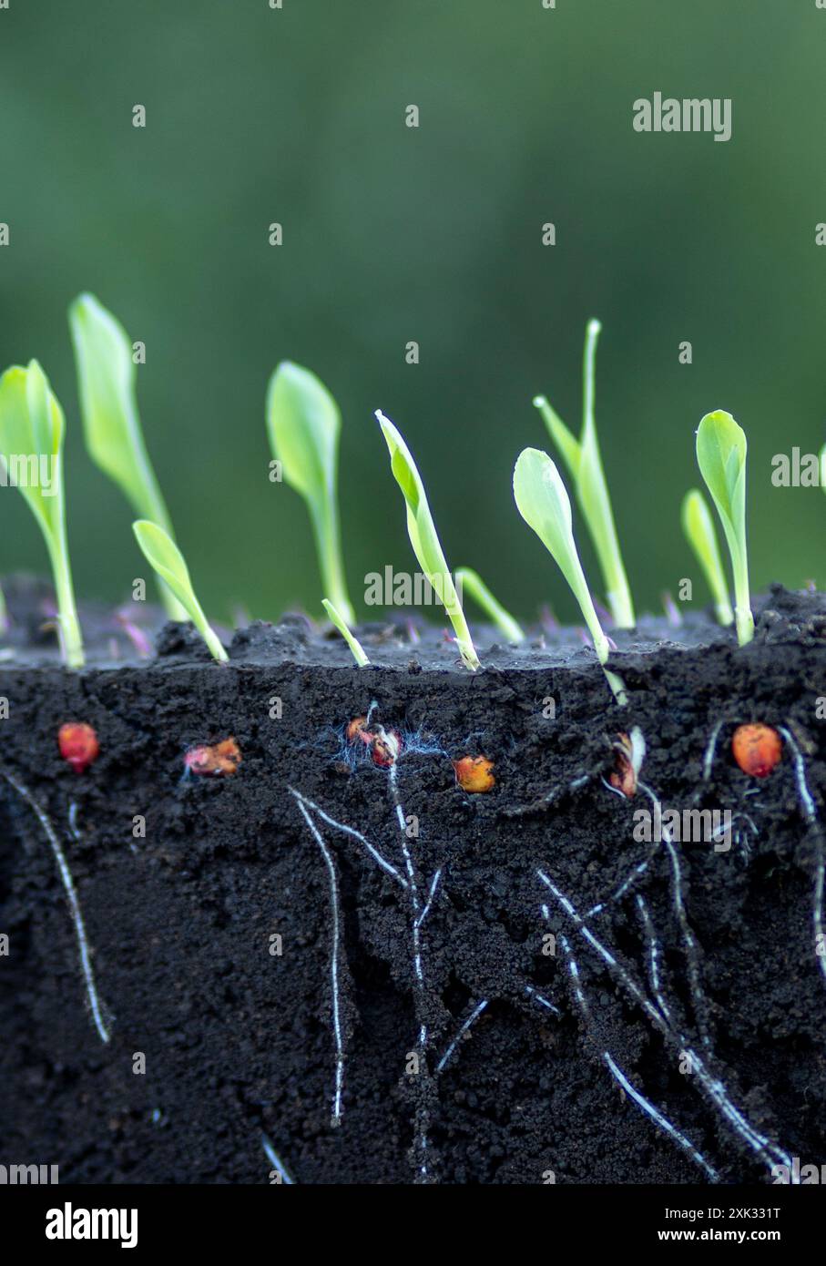 Young corn plants with roots in the soil Stock Photo - Alamy