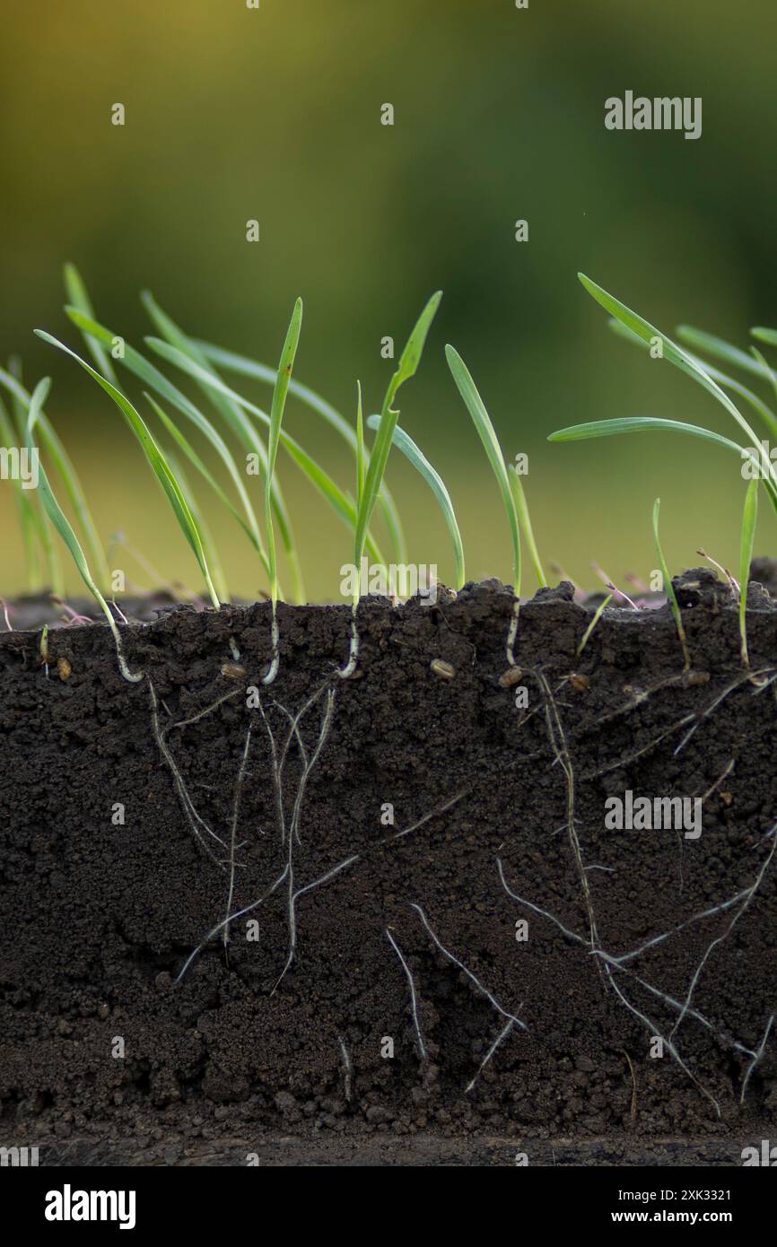 Plants underground growth hi-res stock photography and images - Alamy