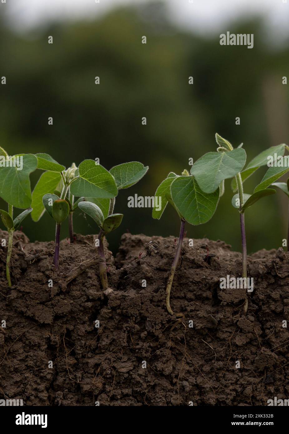 Young soybean plants with roots in the soil Stock Photo - Alamy