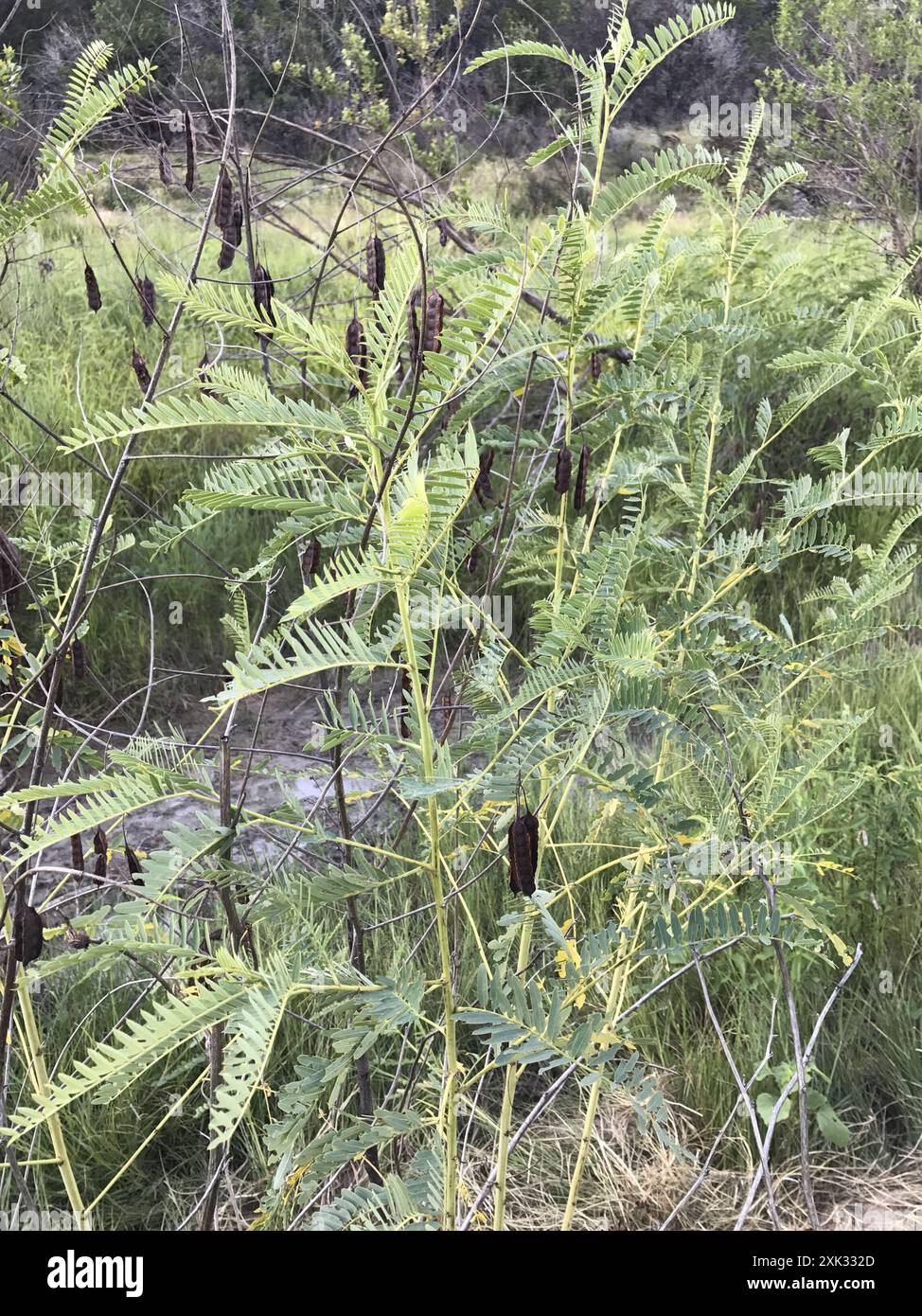 Sesbania drummondii hi-res stock photography and images - Alamy