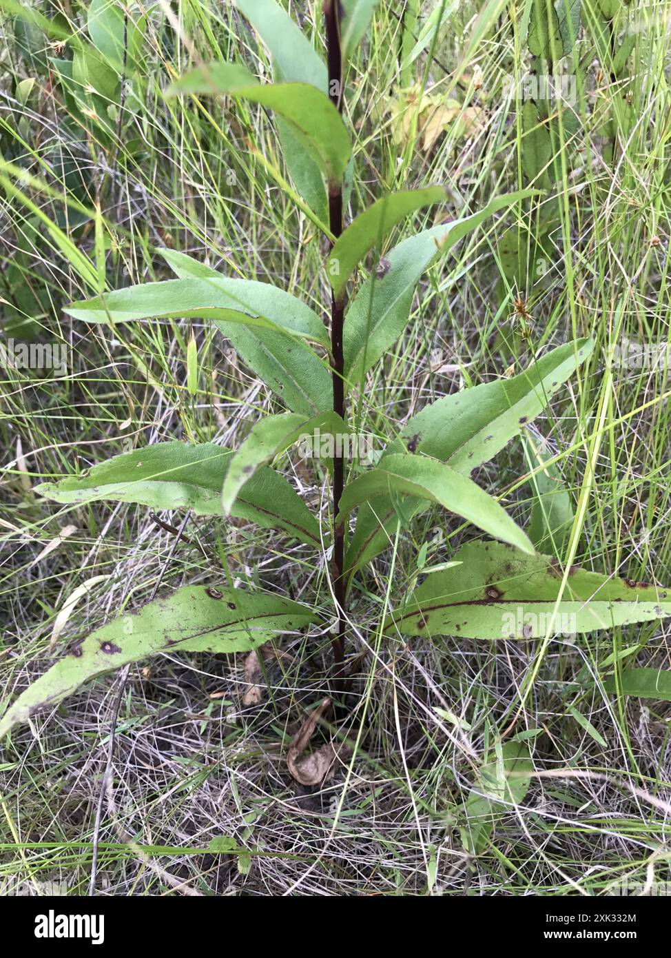 southern rough-leaved goldenrod (Solidago patula strictula) Plantae ...