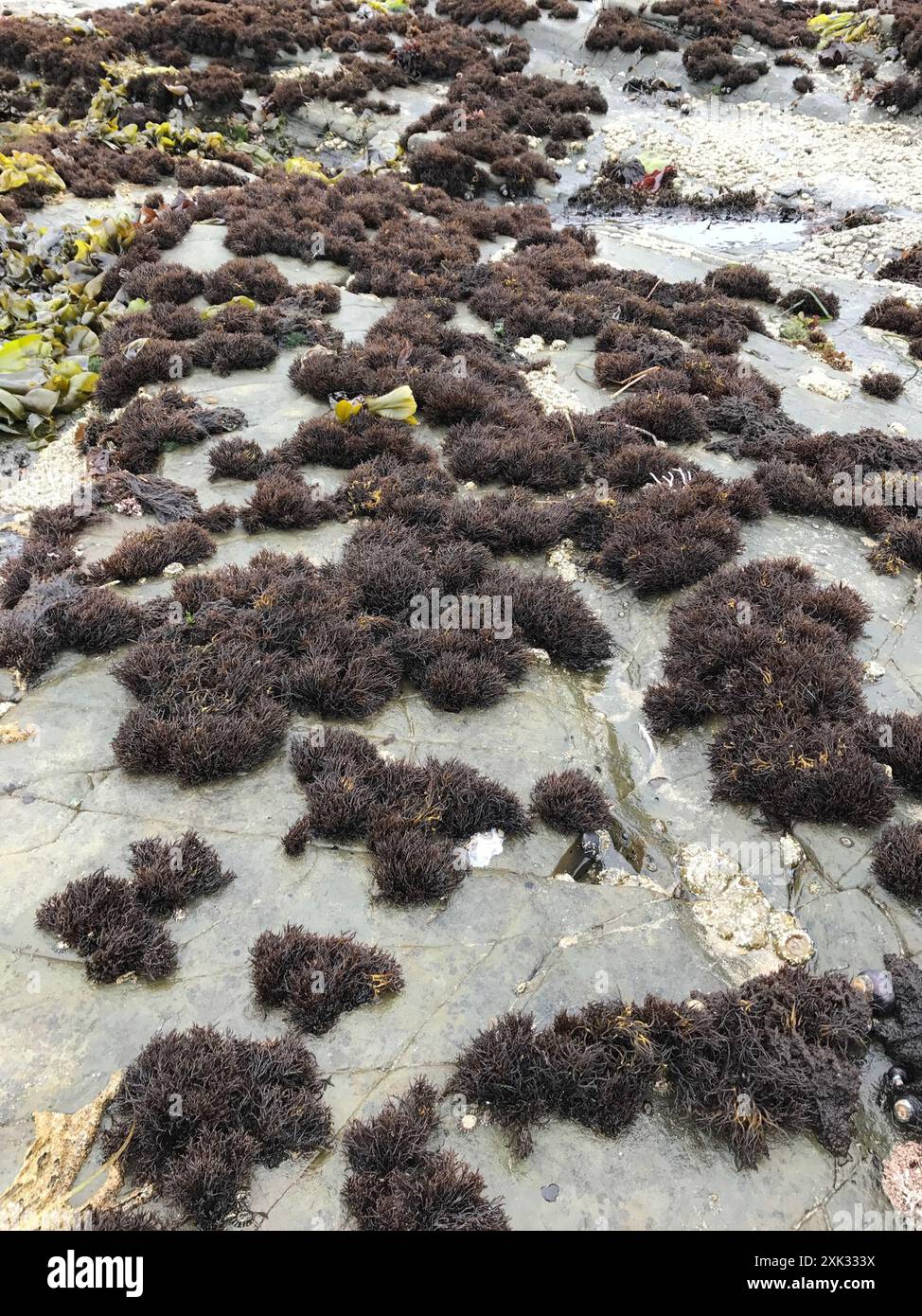 Scouring-pad alga (Endocladia muricata) Plantae Stock Photo - Alamy