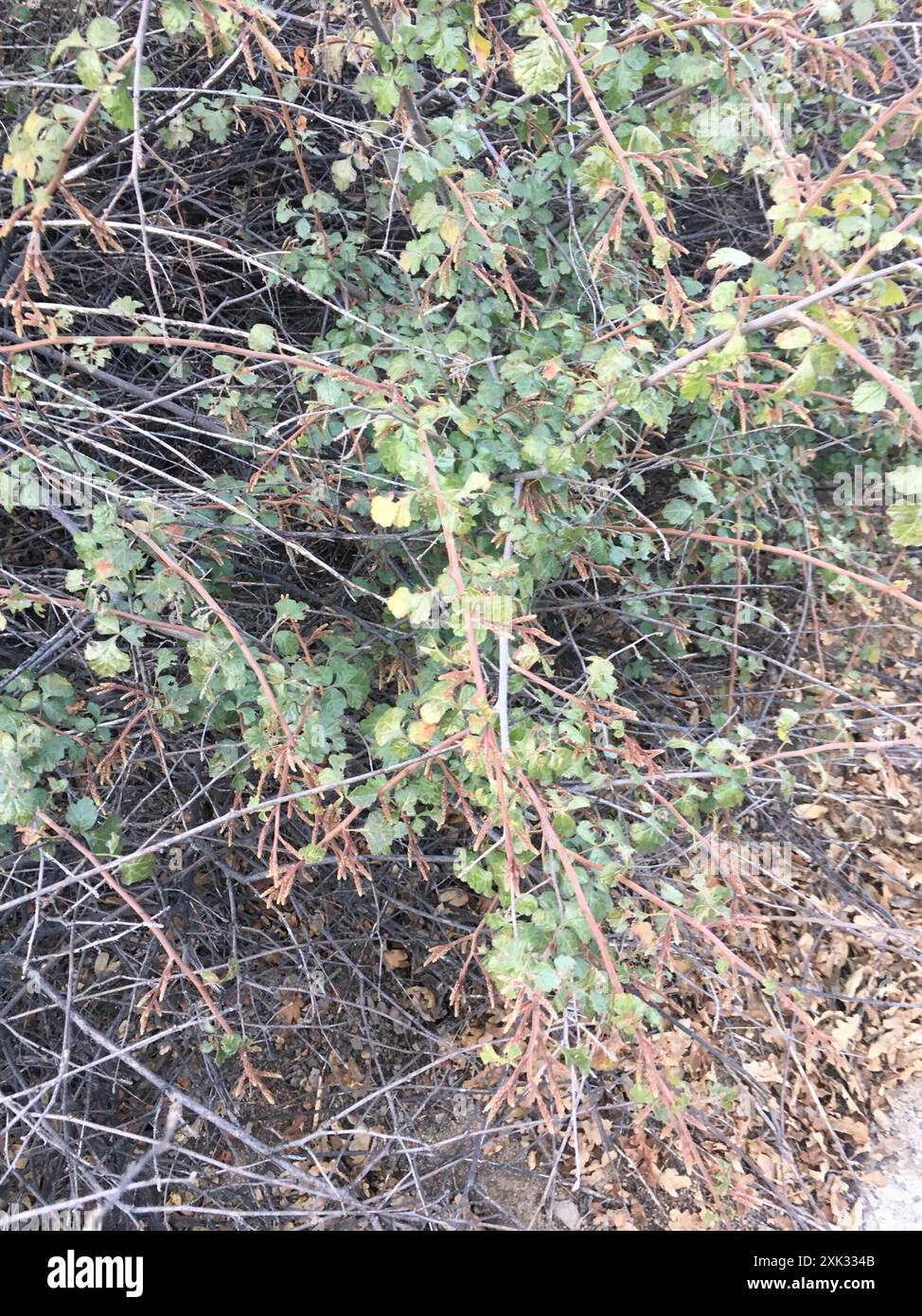 fragrant sumac (Rhus aromatica) Plantae Stock Photo - Alamy