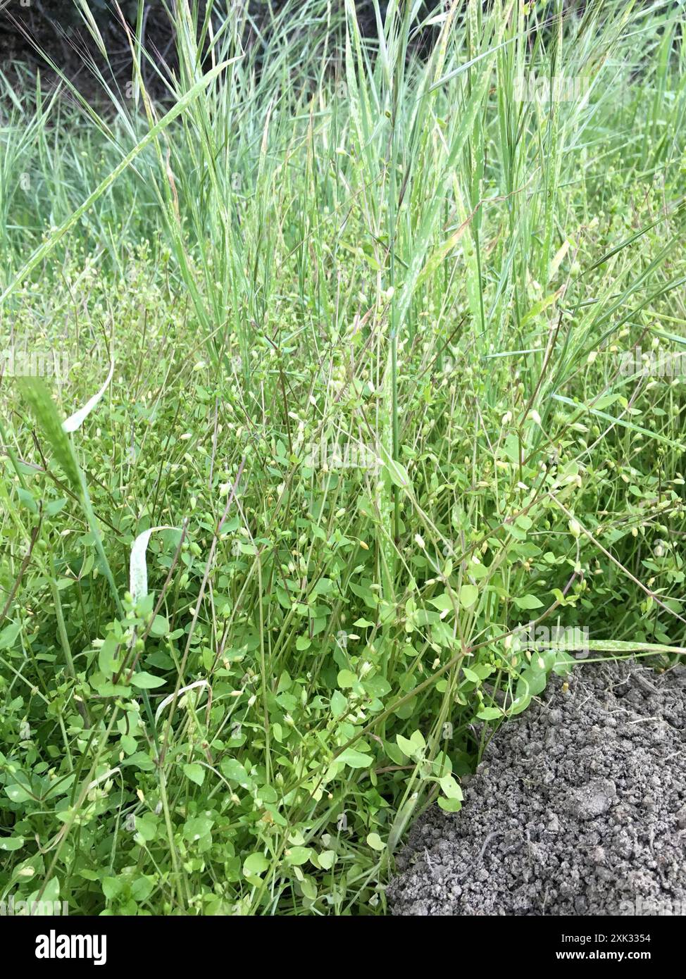 chickweeds (Stellaria) Plantae Stock Photo - Alamy