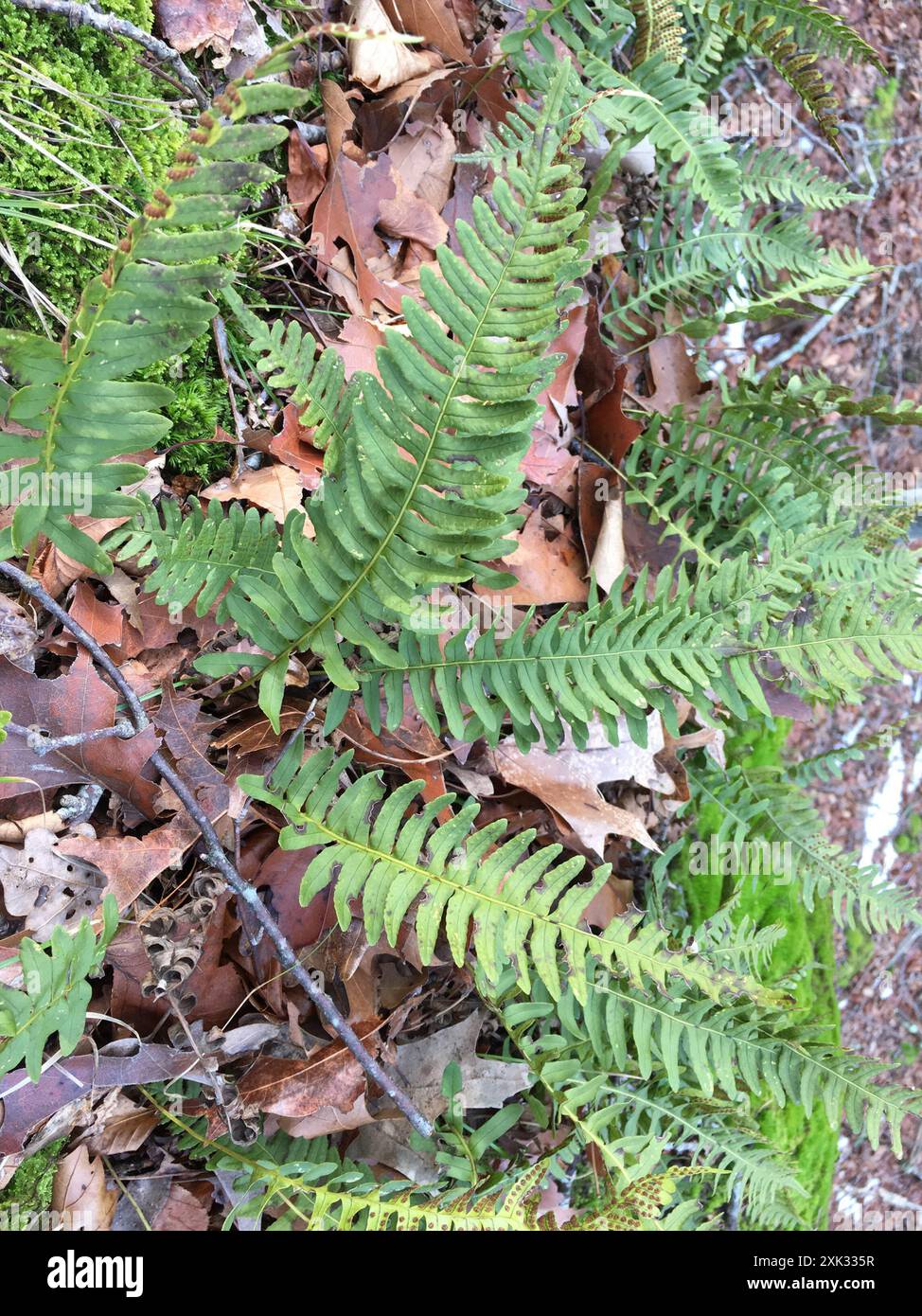 rock polypody (Polypodium virginianum) Plantae Stock Photo - Alamy