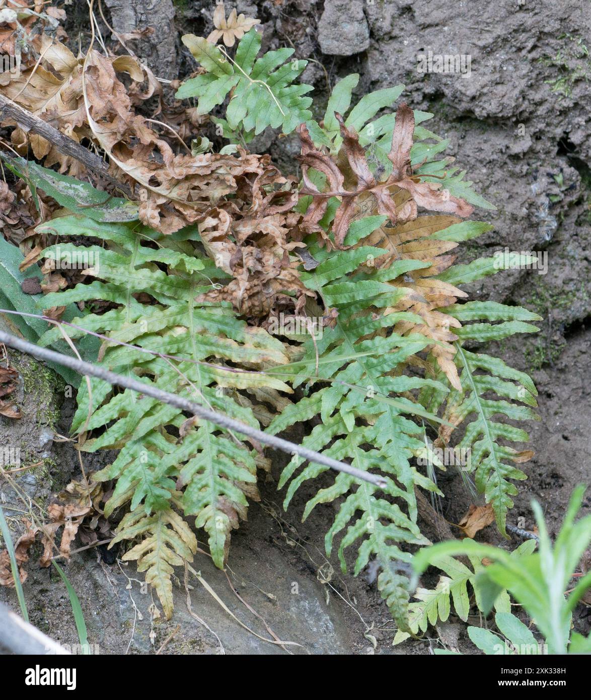 polypody ferns (Polypodium) Plantae Stock Photo - Alamy