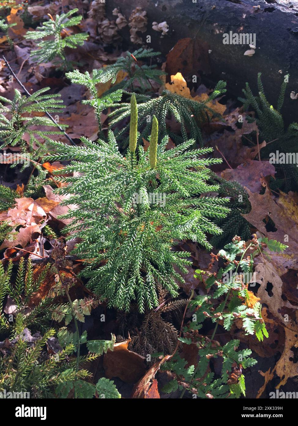 prickly tree-clubmoss (Dendrolycopodium dendroideum) Plantae Stock ...