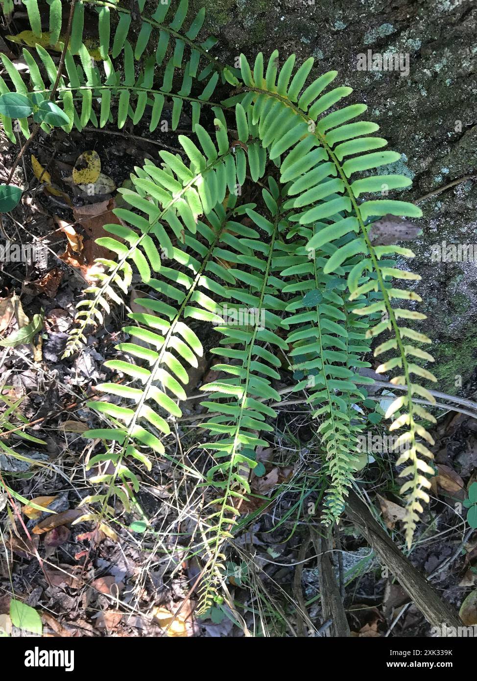 Christmas fern (Polystichum acrostichoides) Plantae Stock Photo - Alamy