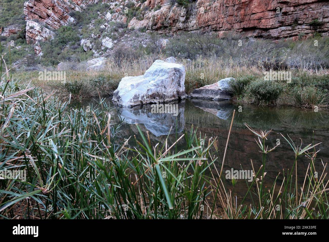 Mat Sedge (Cyperus textilis) Plantae Stock Photo - Alamy