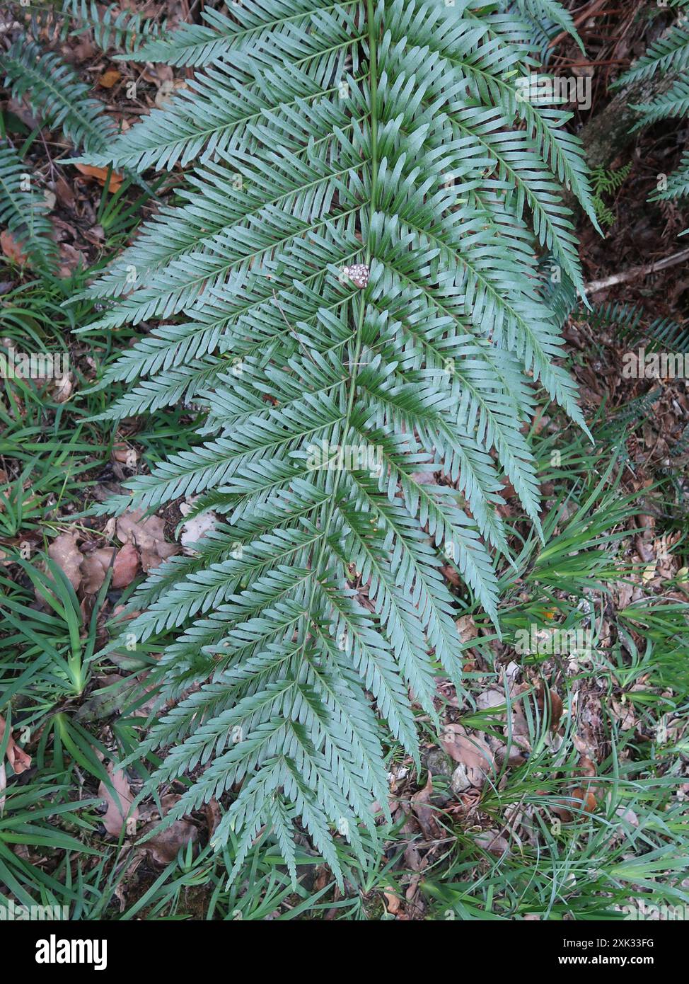 king fern (Todea barbara) Plantae Stock Photo - Alamy