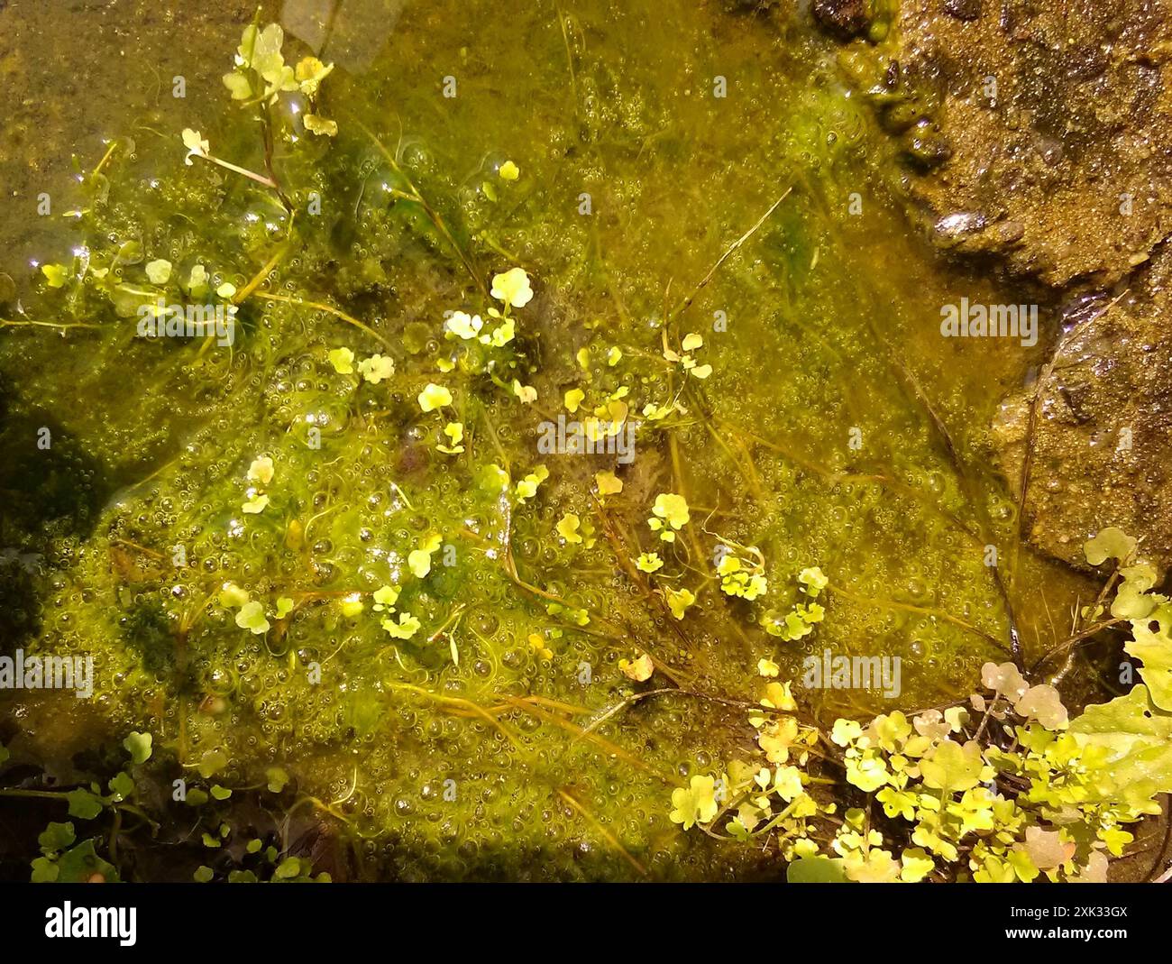 green algae (Chlorophyta) Plantae Stock Photo - Alamy