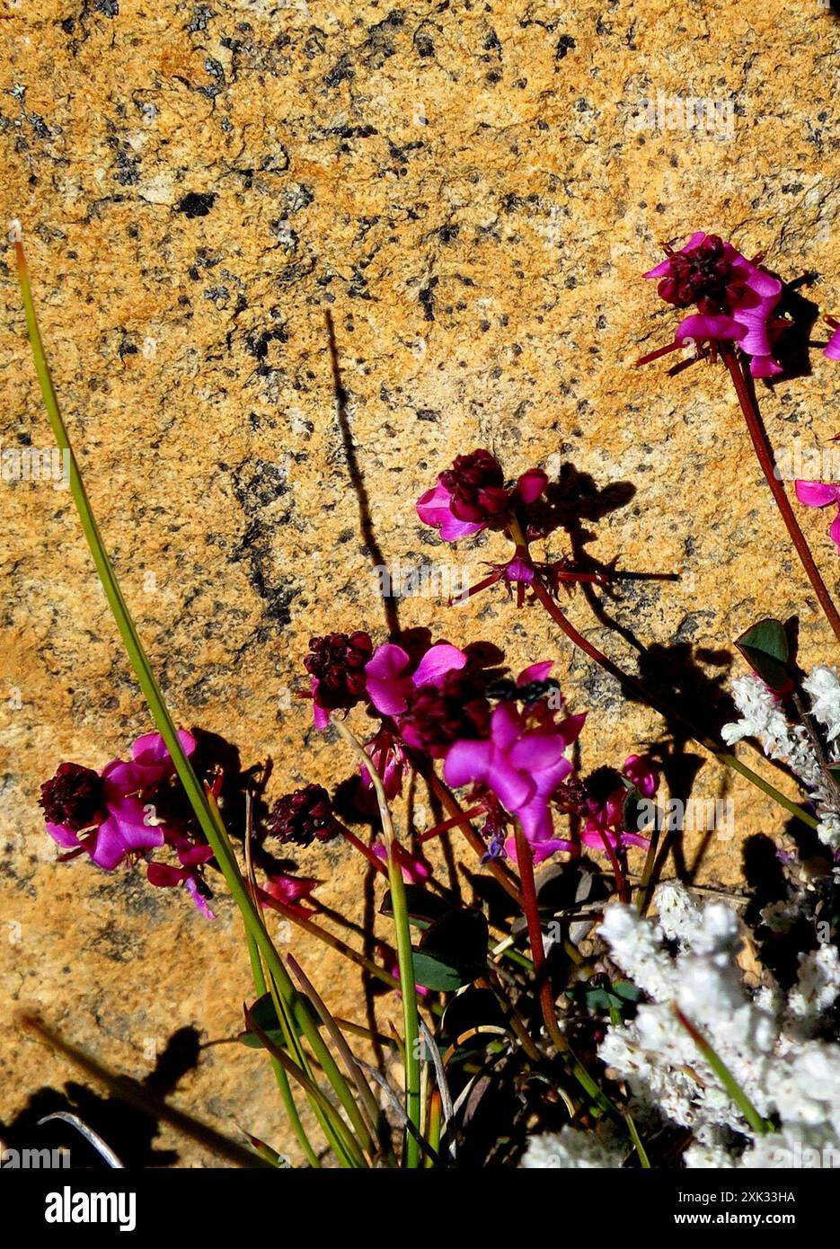 Indigofera culmenicola MS (Indigofera sp3) Plantae Stock Photo - Alamy