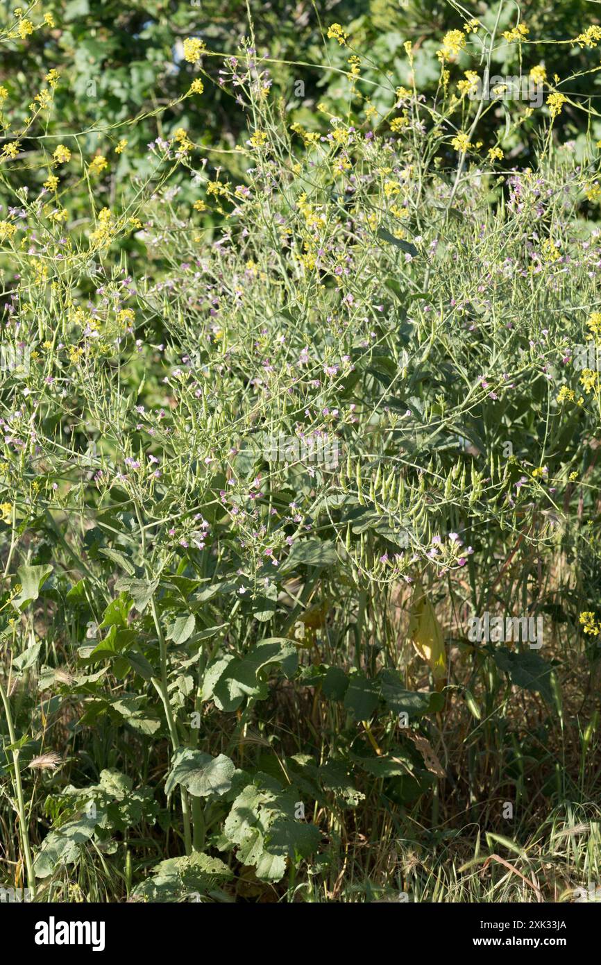 wild and domestic radish (Raphanus raphanistrum sativus) Plantae Stock ...