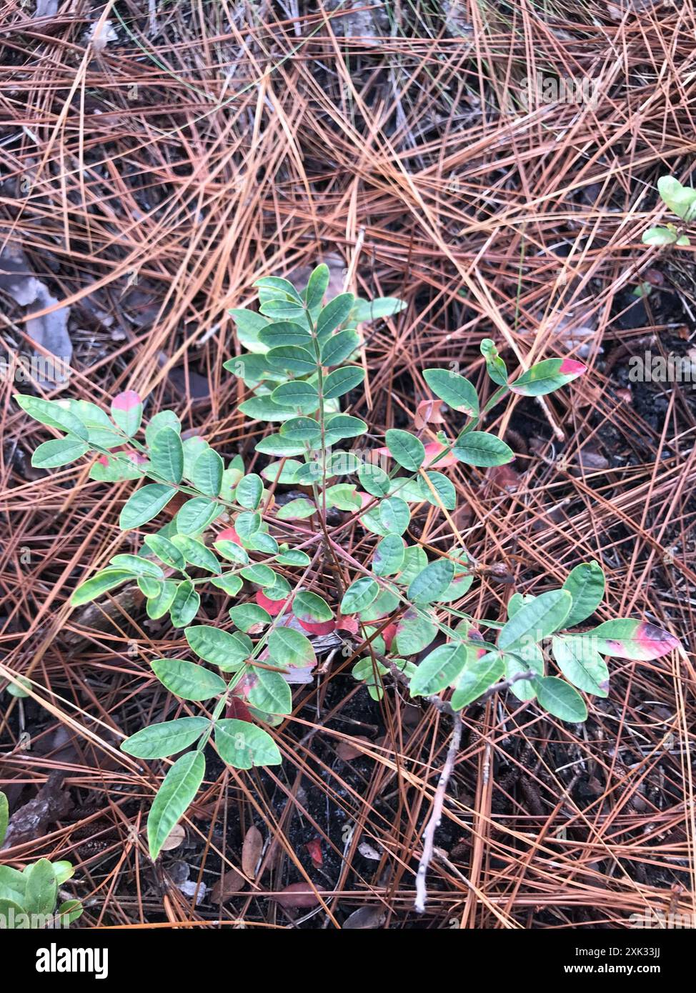 shining sumac (Rhus copallinum) Plantae Stock Photo - Alamy