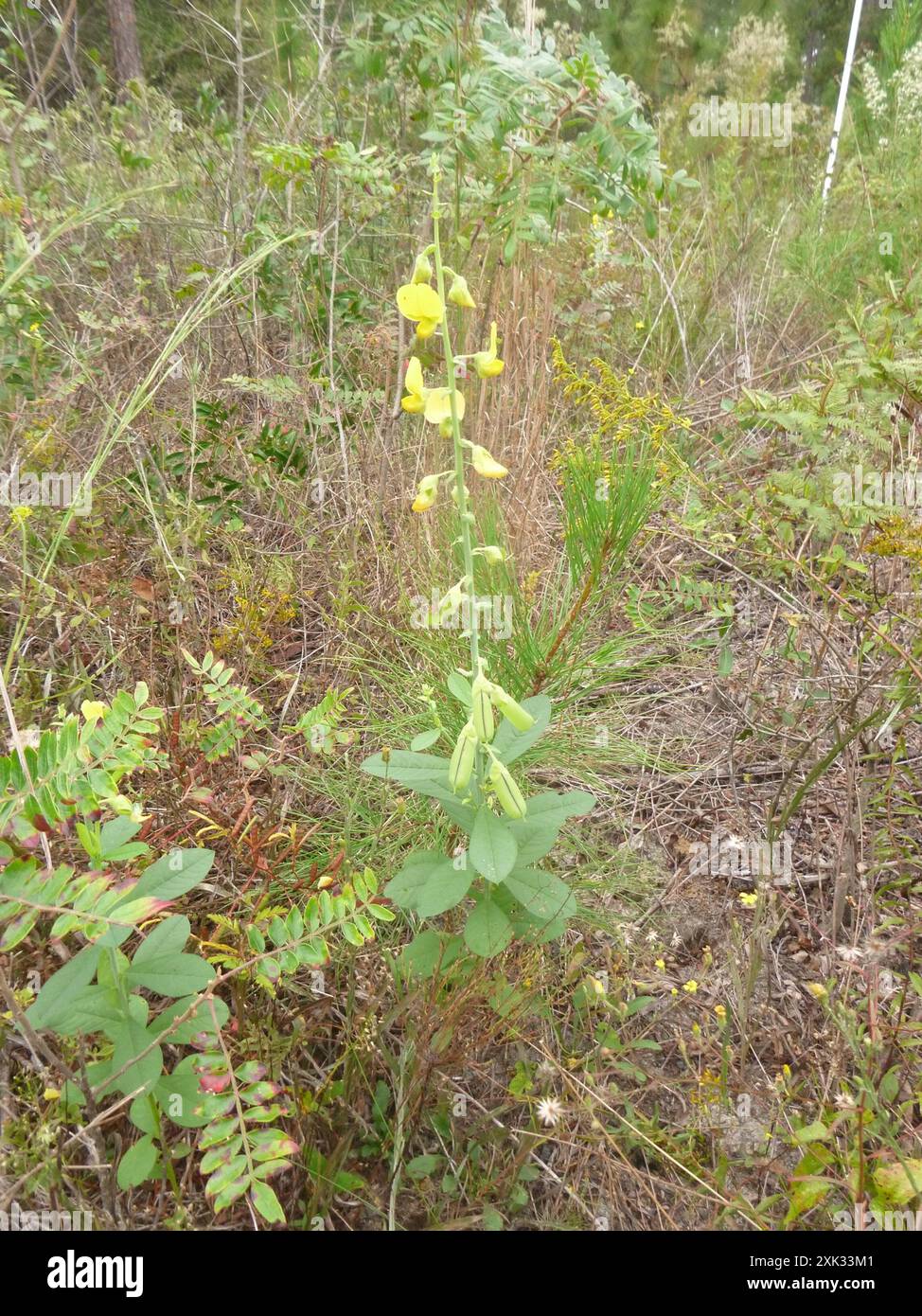Showy Rattlebox (Crotalaria spectabilis) Plantae Stock Photo - Alamy