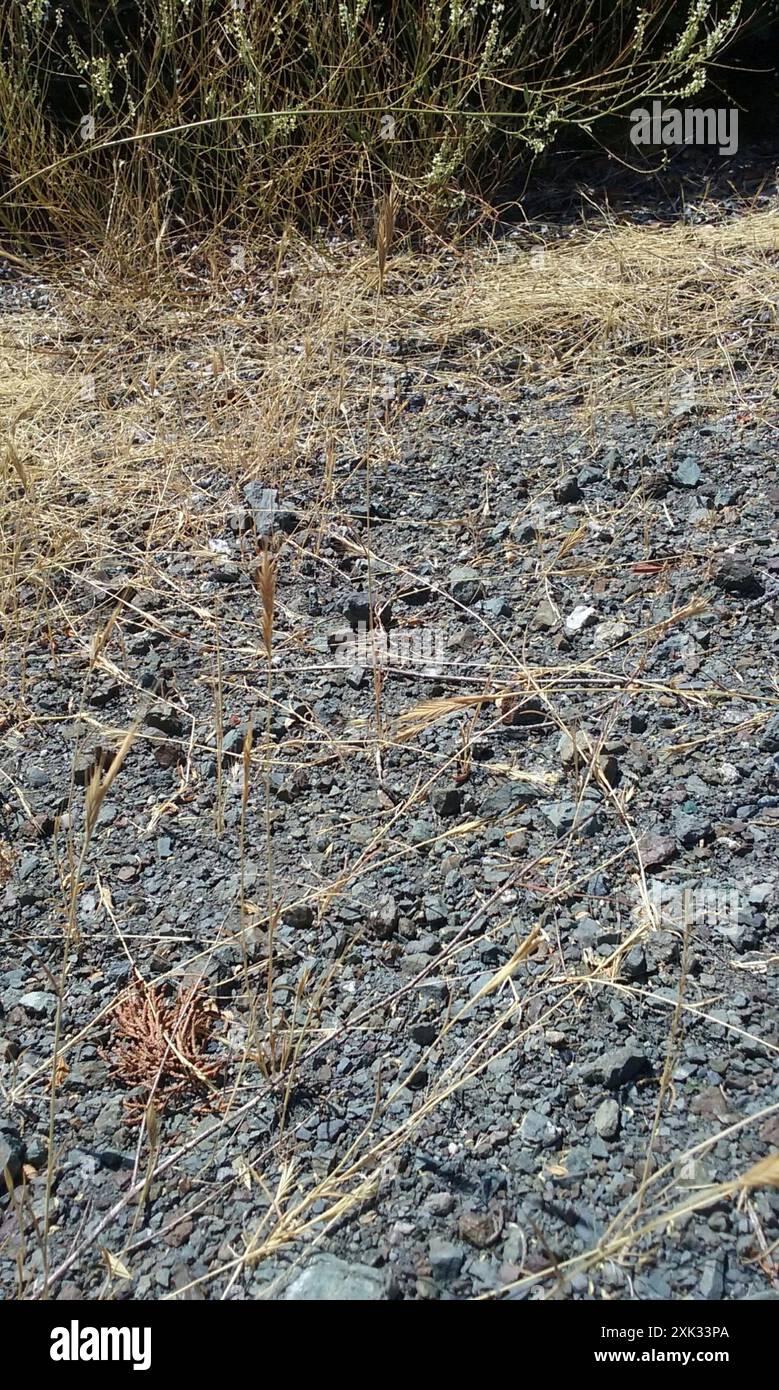 Brachypodium distachyon hi-res stock photography and images - Alamy