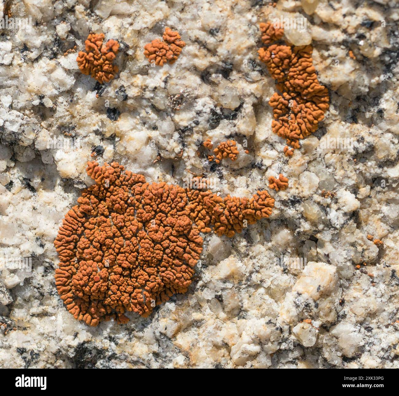 Flame firedot lichen hi-res stock photography and images - Alamy