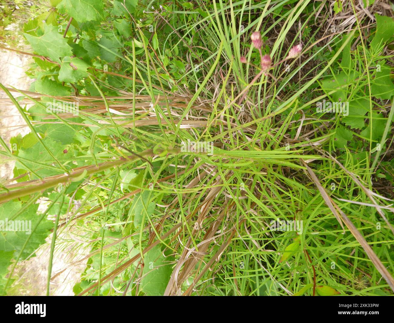 Narrow Leaf Ironweed (Vernonia angustifolia) Plantae Stock Photo - Alamy