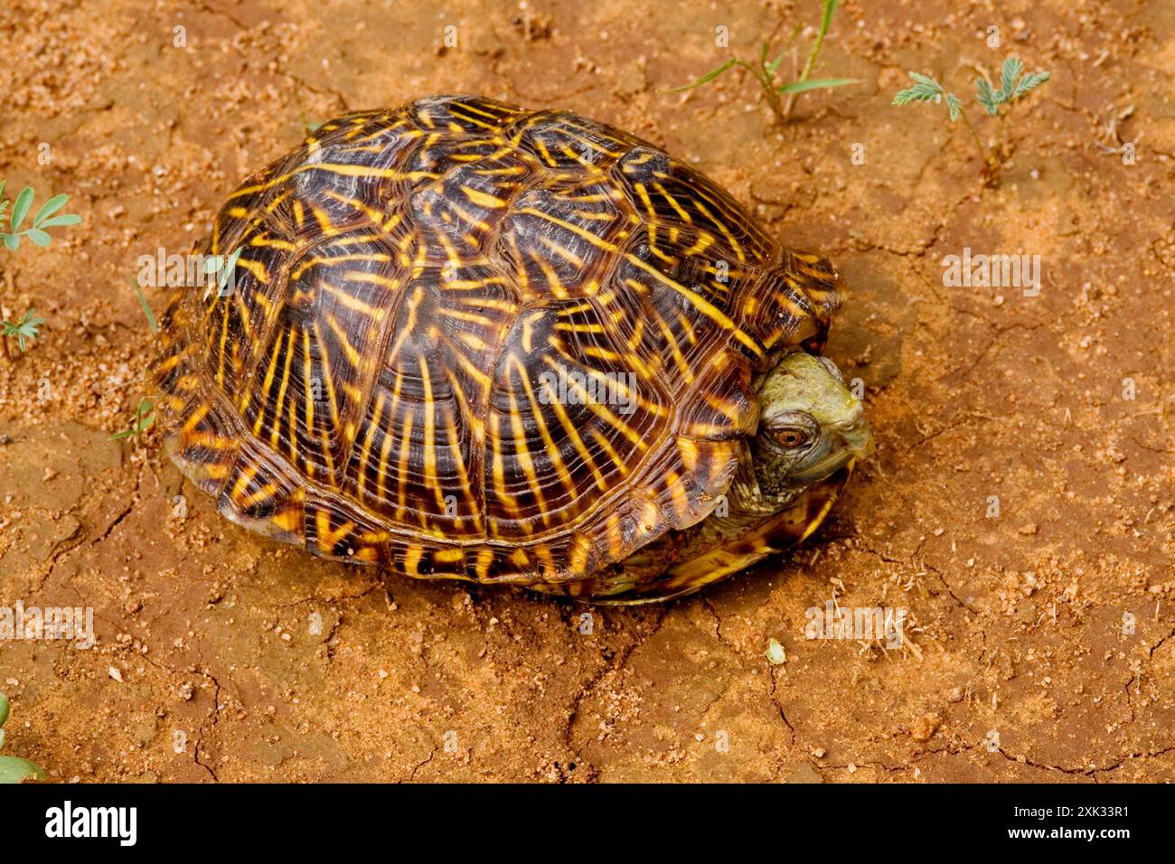 Desert Box Turtle (Terrapene ornata luteola) Reptilia Stock Photo - Alamy