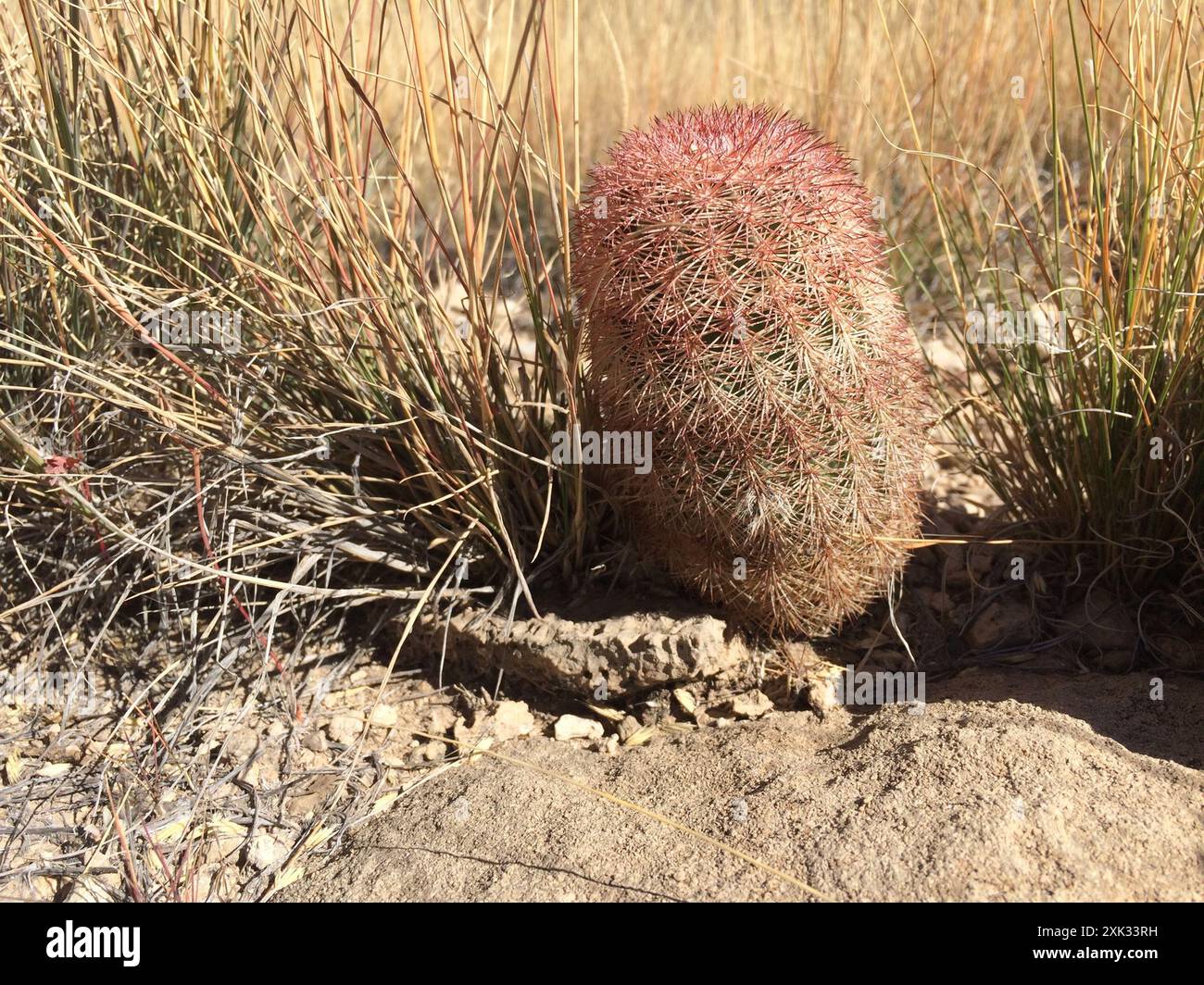 Texas rainbow cactus (Echinocereus dasyacanthus) Plantae Stock Photo ...