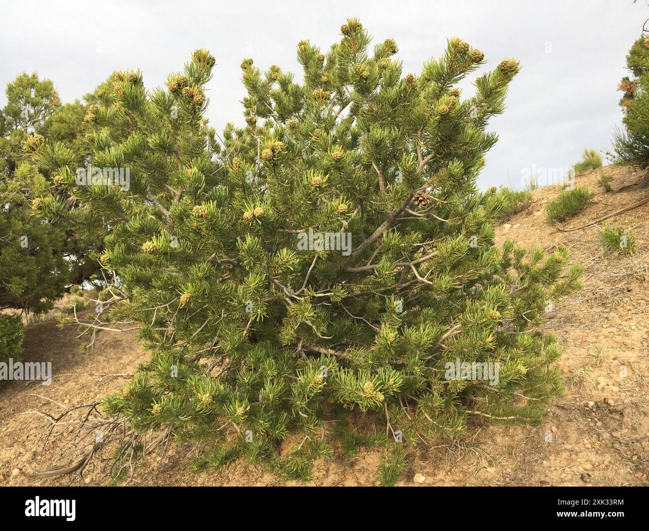 Colorado Pinyon (Pinus edulis) Plantae Stock Photo - Alamy