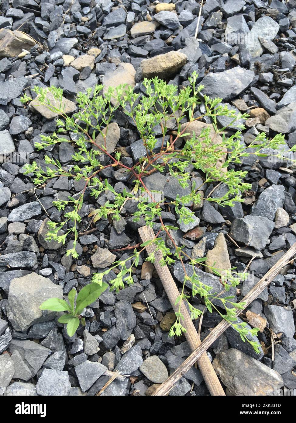 Cluster-stemmed Nailwort (Paronychia fastigiata) Plantae Stock Photo ...