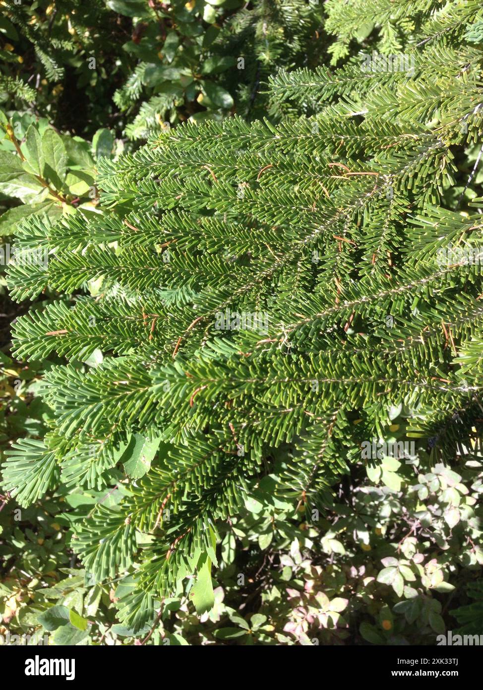 Pacific silver fir (Abies amabilis) Plantae Stock Photo - Alamy
