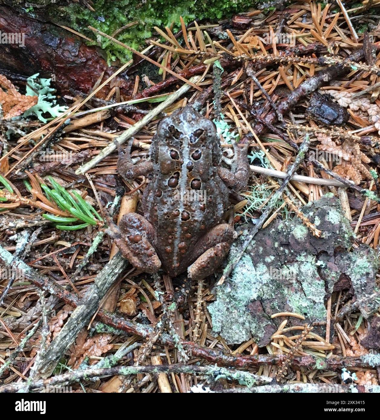 American Toad (Anaxyrus americanus) Amphibia Stock Photo - Alamy