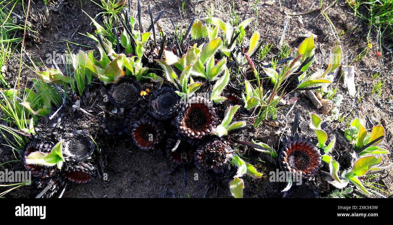 Common Snow Sugarbush (Protea scolopendriifolia) Plantae Stock Photo ...