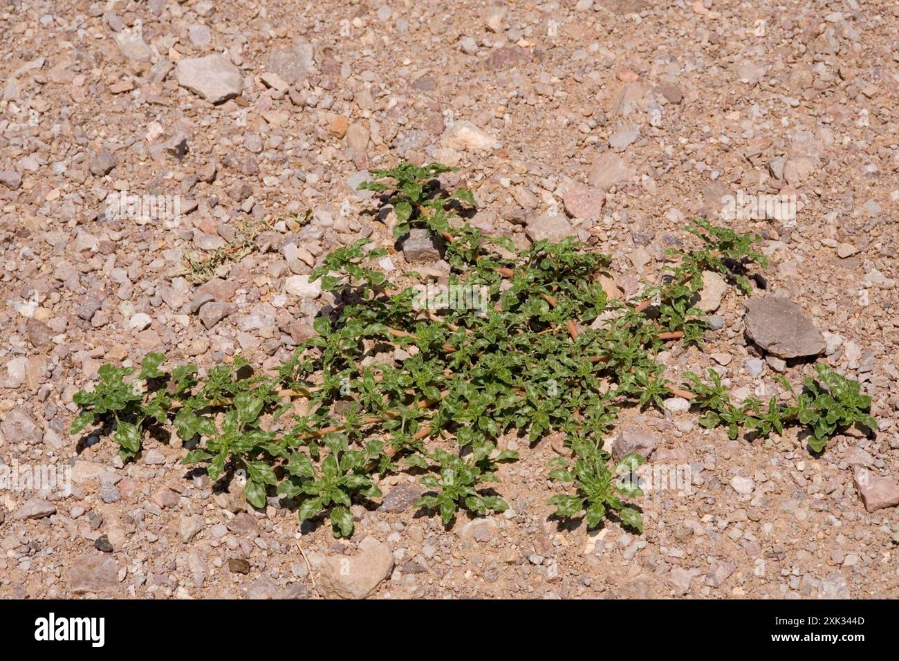 procumbent pigweed (Amaranthus blitoides) Plantae Stock Photo - Alamy