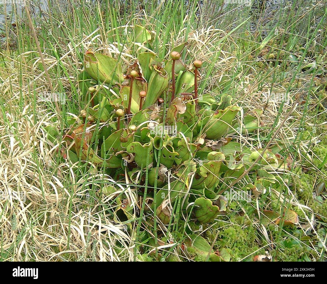 purple pitcher plant (Sarracenia purpurea) Plantae Stock Photo - Alamy
