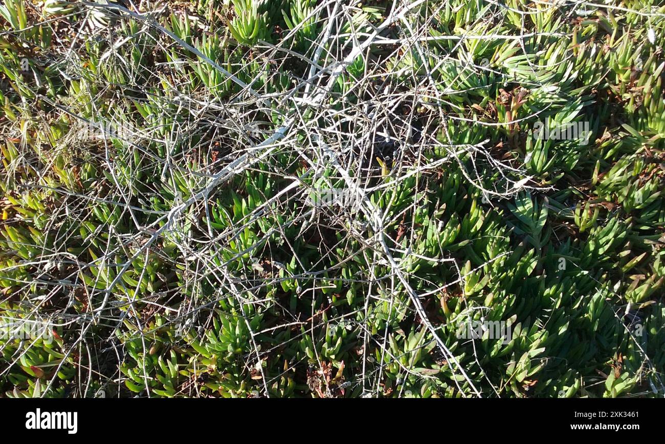 wild and domestic radish (Raphanus raphanistrum sativus) Plantae Stock ...