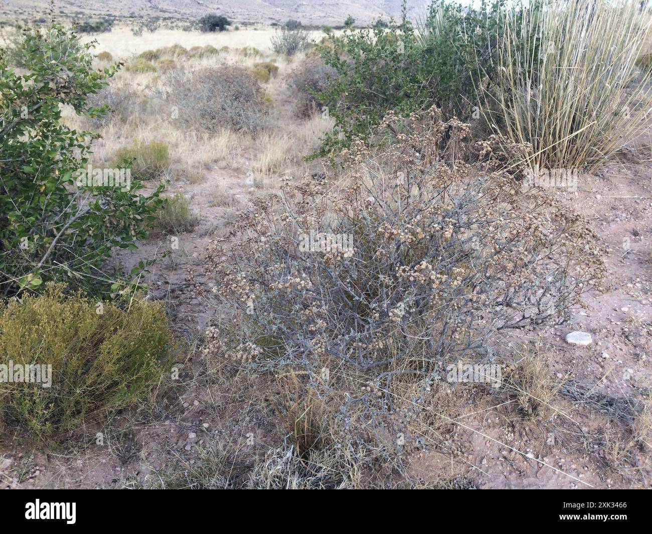 mariola (Parthenium incanum) Plantae Stock Photo - Alamy