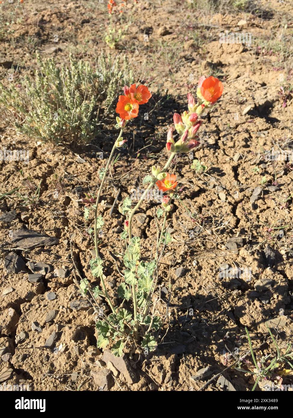 Small-leaf Globemallow (Sphaeralcea parvifolia) Plantae Stock Photo - Alamy