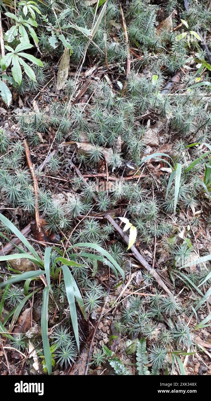 giant moss (Dawsonia superba) Plantae Stock Photo - Alamy