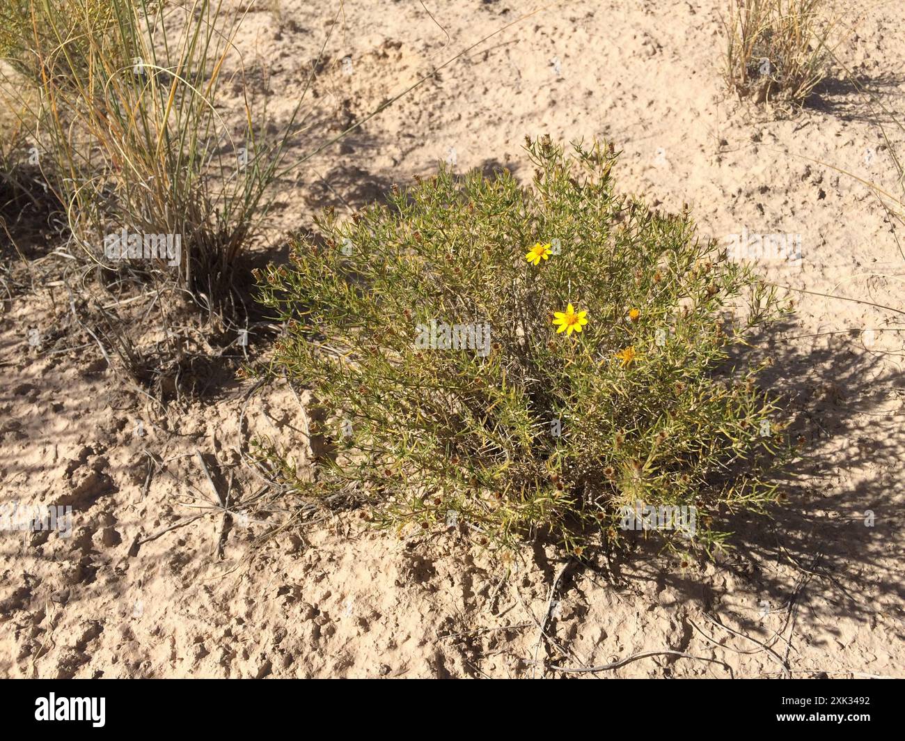 pricklyleaf dogweed (Thymophylla acerosa) Plantae Stock Photo - Alamy