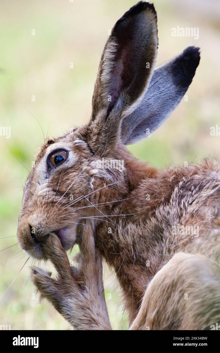 European Brown hare aka Lepus europaeus is scratching his head. Funny ...