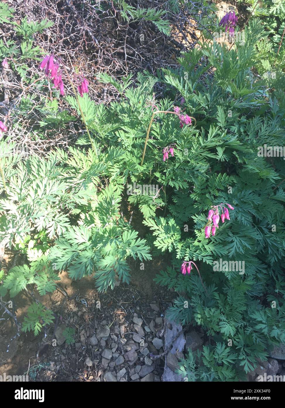 Pacific Bleeding Heart (Dicentra formosa) Plantae Stock Photo - Alamy