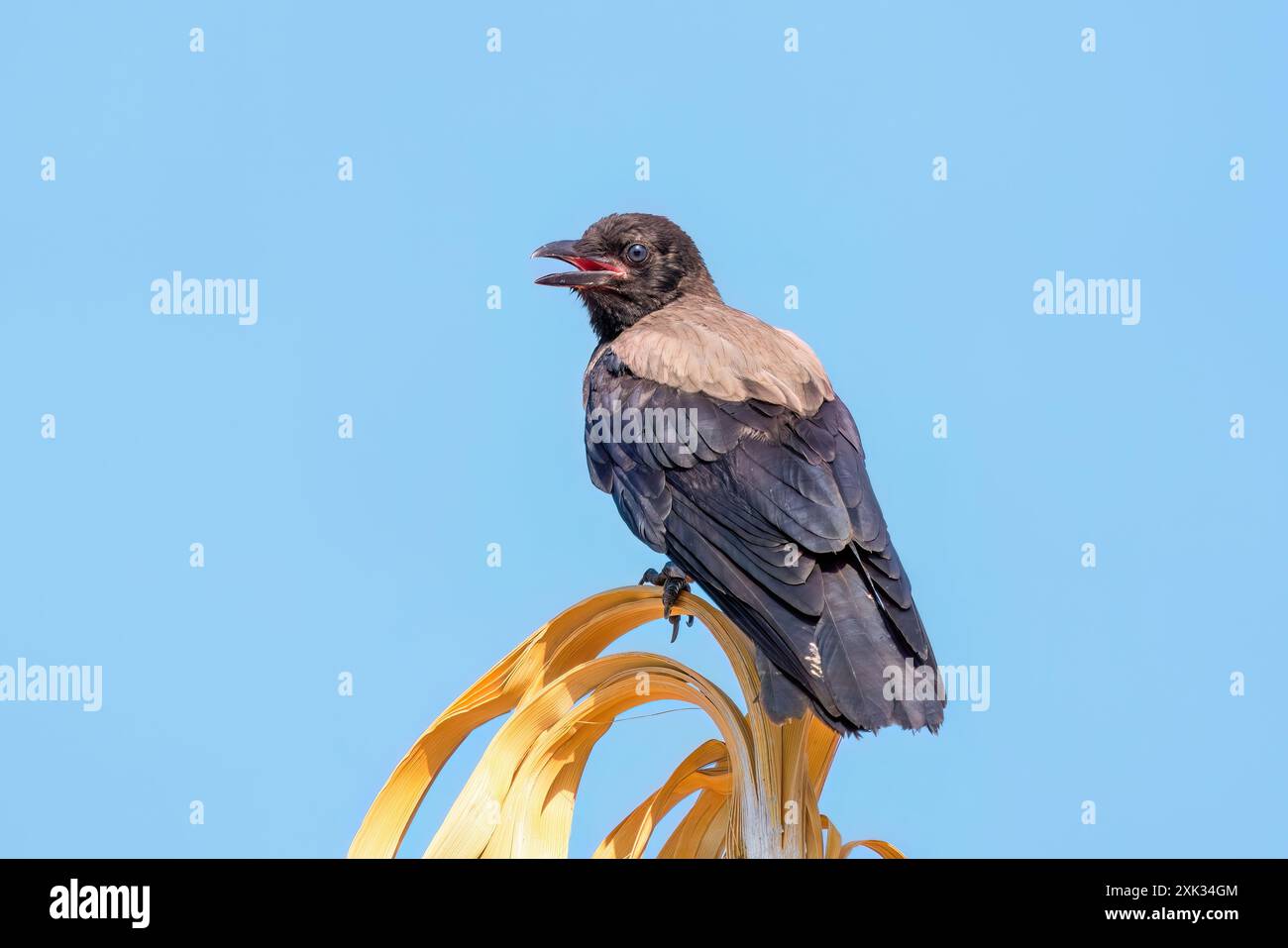 Close up curious crow hi-res stock photography and images - Alamy