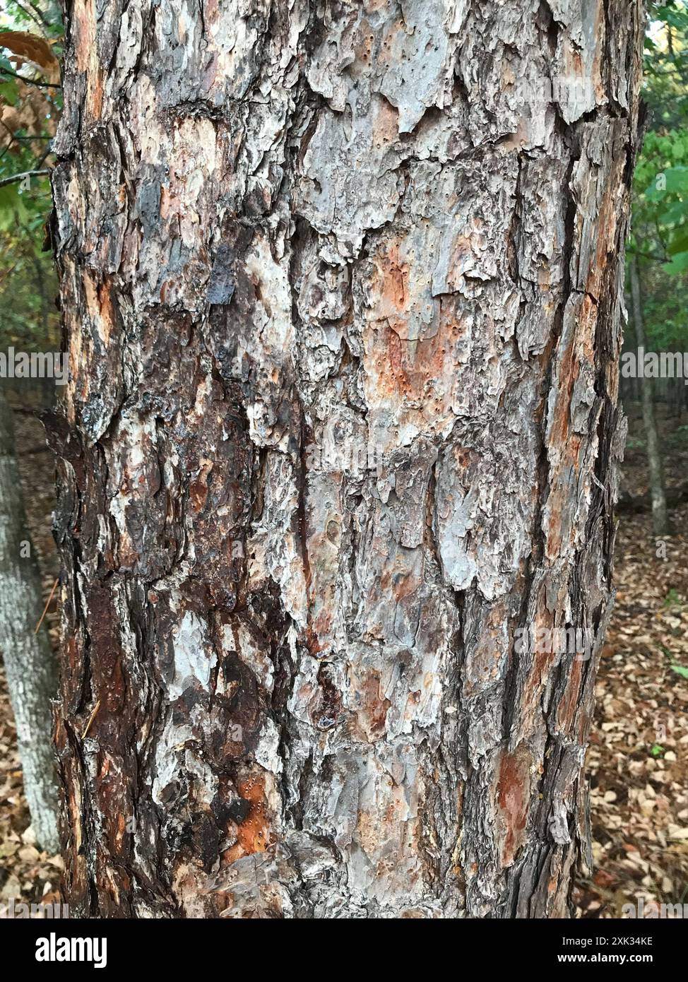 shortleaf pine (Pinus echinata) Plantae Stock Photo - Alamy