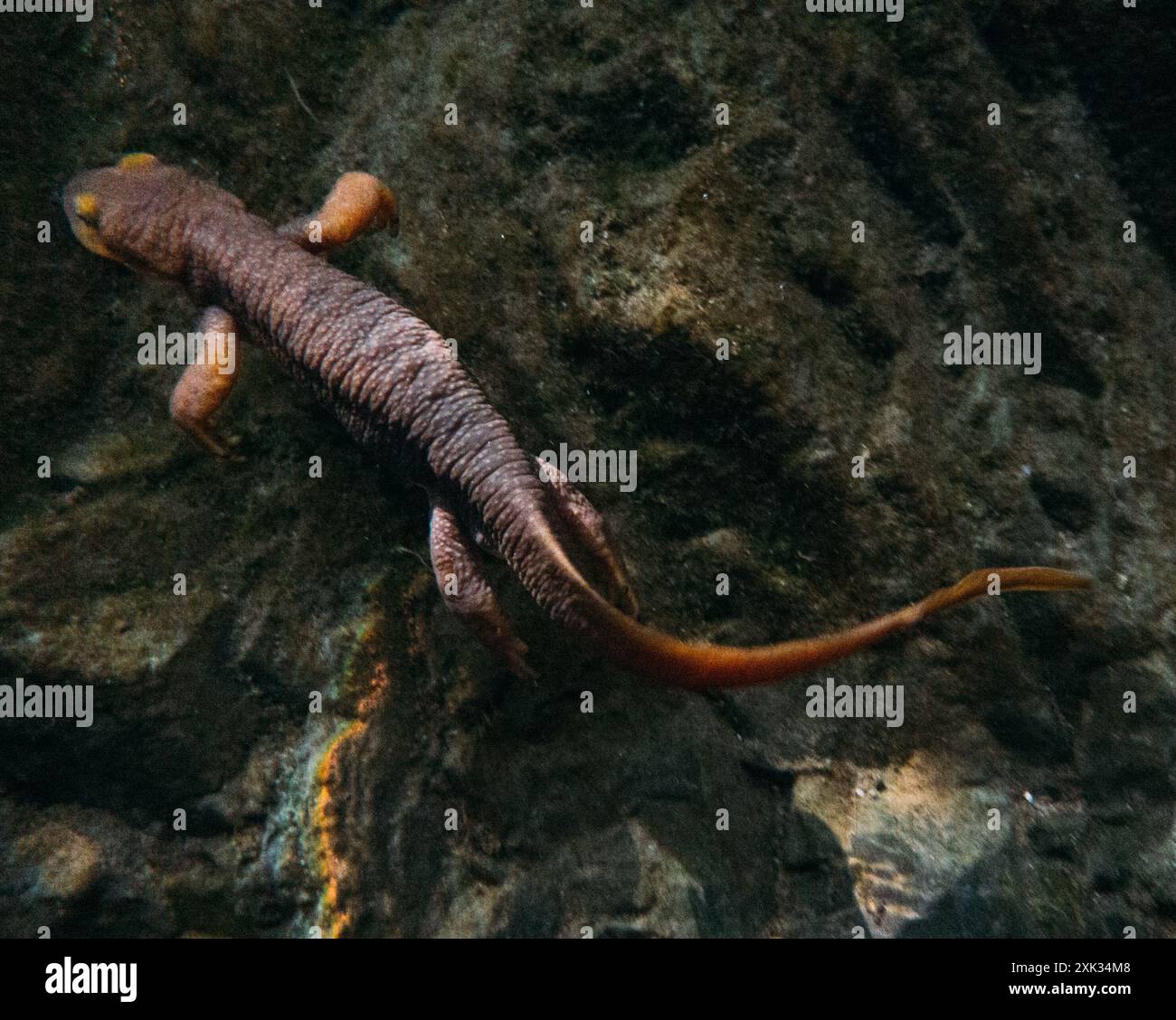 California Newt (Taricha torosa) Amphibia Stock Photo - Alamy