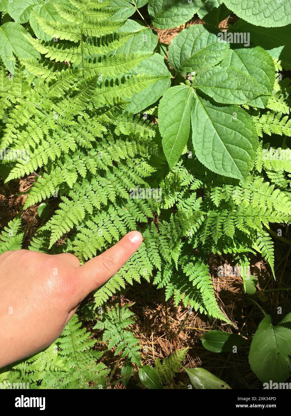intermediate wood fern (Dryopteris intermedia) Plantae Stock Photo - Alamy