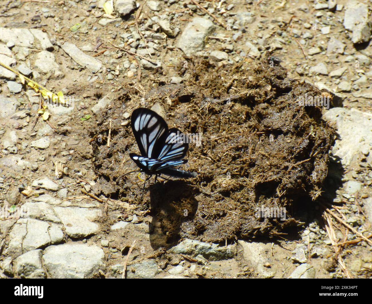 (Gonora hyelosioides) Insecta Stock Photo - Alamy