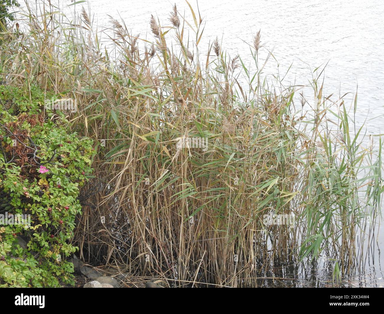 common reed (Phragmites australis) Plantae Stock Photo - Alamy